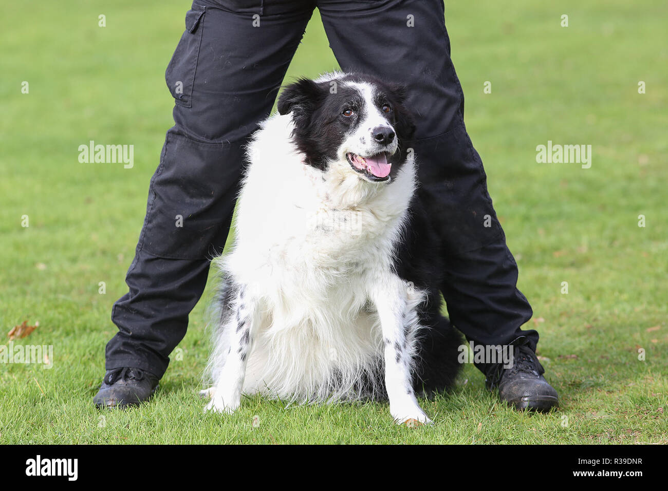 Bopper the whopper hi-res stock photography and images - Alamy
