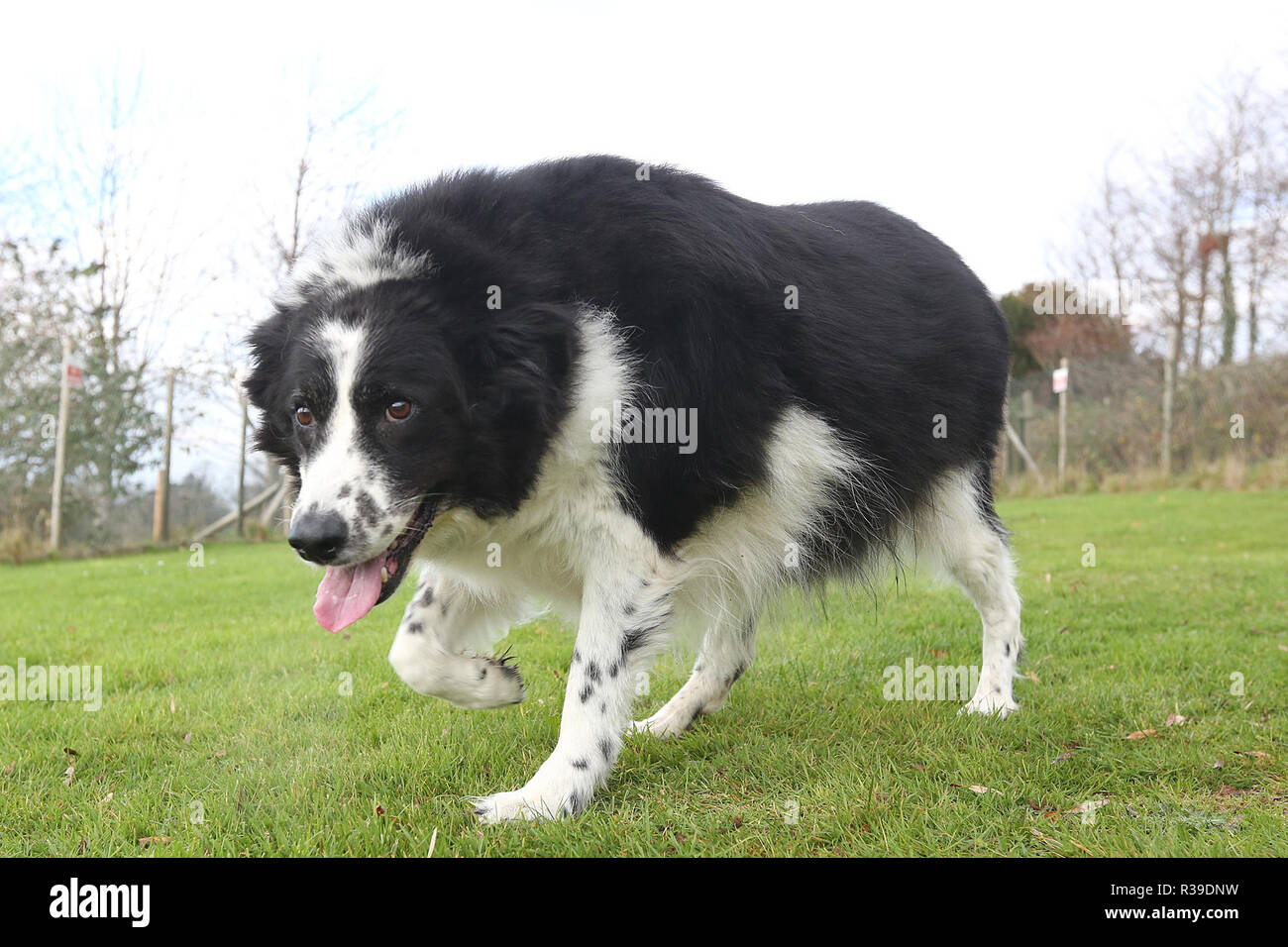 Bopper the whopper hi-res stock photography and images - Alamy