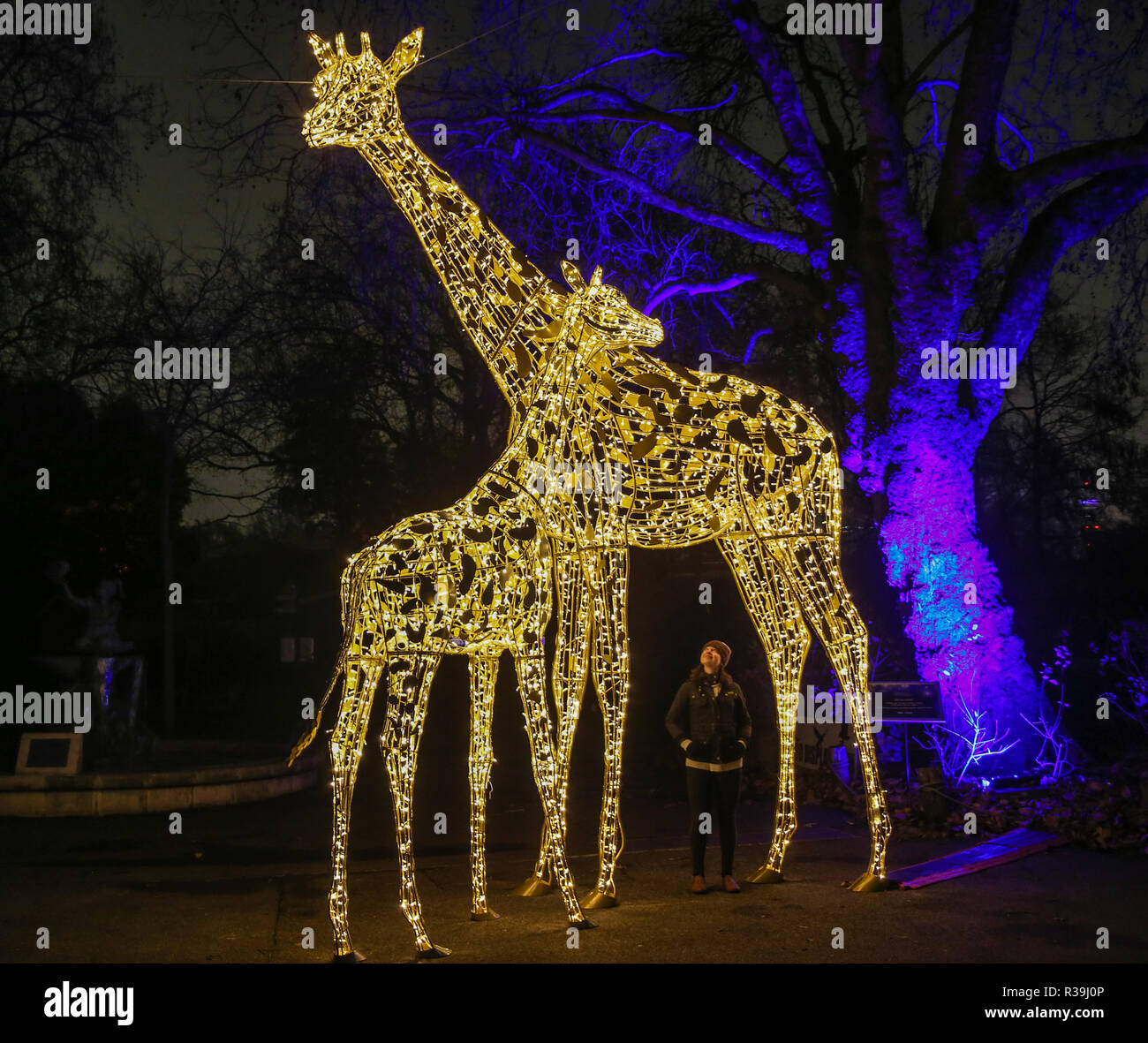 London UK 22 November 2018 with over one million pea lights, 200 visual ...