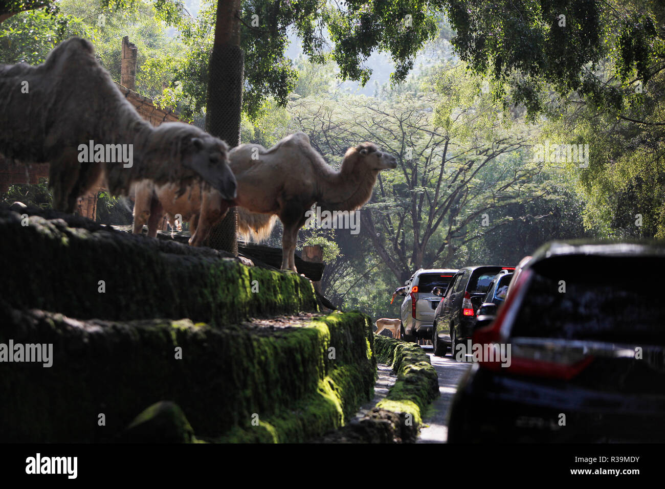 Local tourist vehicles are seen at the Taman Safari Zoo with two ...