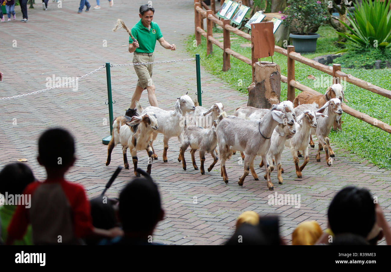 A ranger seen chasing sheep at the Safari Park Zoo. Safari park zoo ...