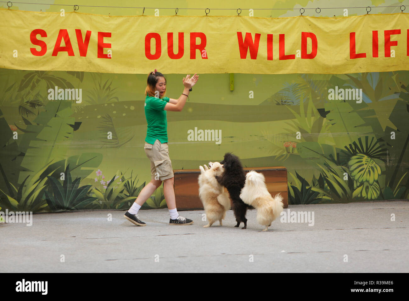 A ranger is seen playing tricks with dogs at the Safari Park Zoo ...