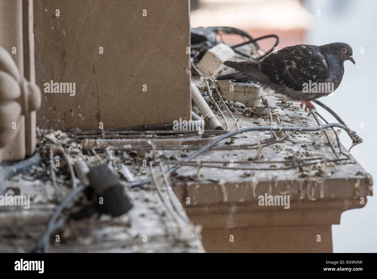 The soiled dove hi-res stock photography and images - Alamy