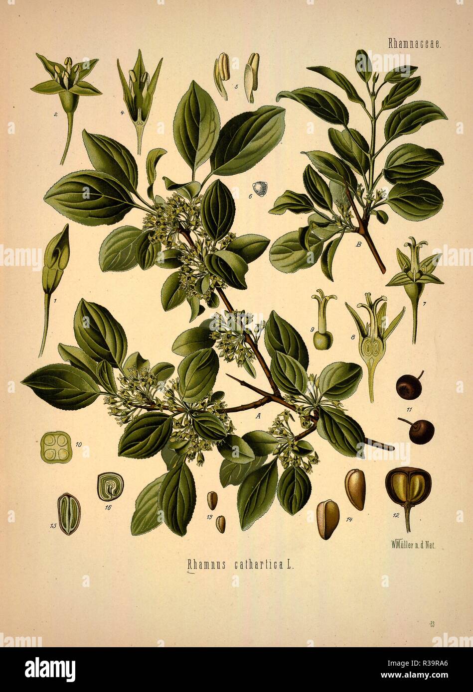 Beautiful vintage hand drawn illustrations of plants and flowers from ...