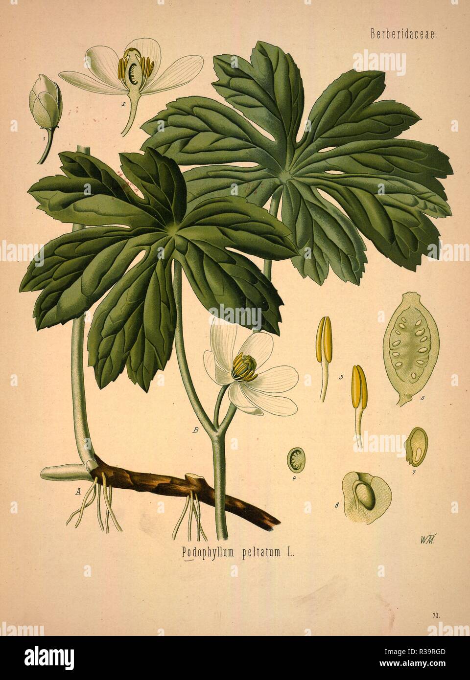 Beautiful vintage hand drawn illustrations of plants and flowers from ...