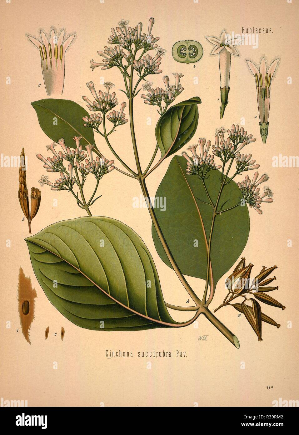 Beautiful vintage hand drawn illustrations of plants and flowers from ...