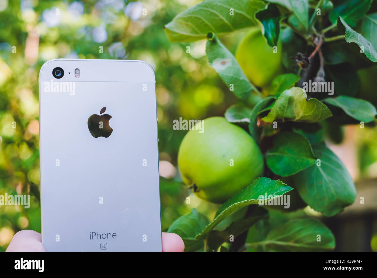 Se tree hi-res stock photography and images - Alamy