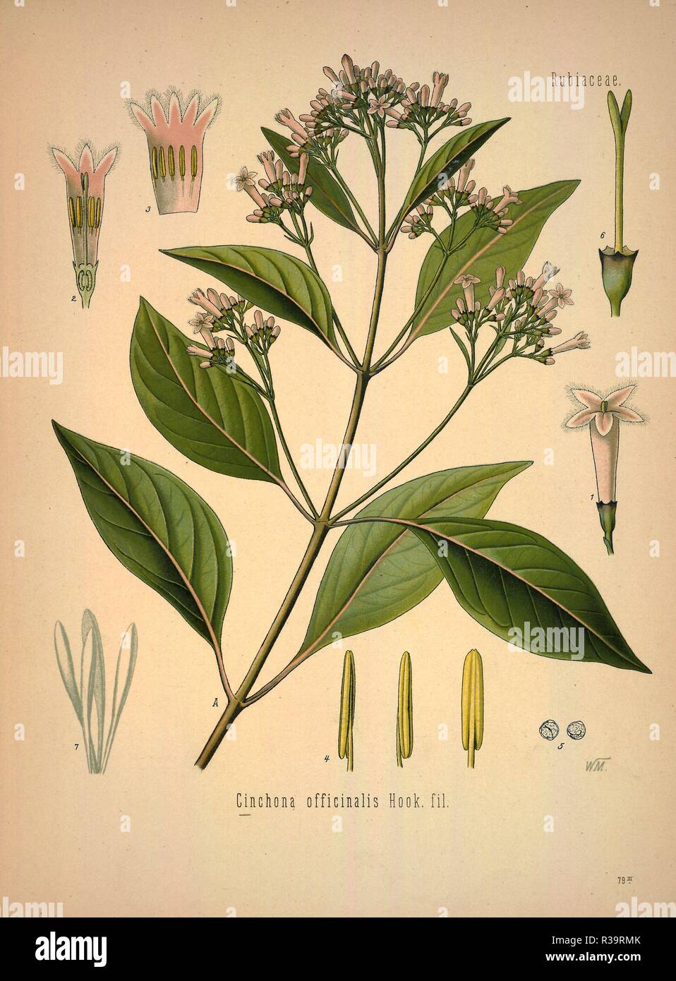 Beautiful vintage hand drawn illustrations of plants and flowers from ...