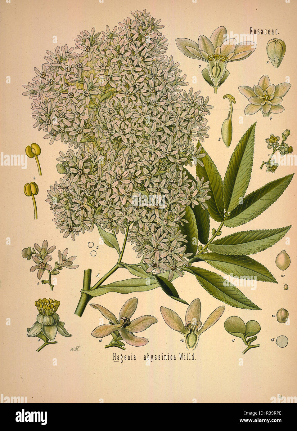 Beautiful vintage hand drawn illustrations of plants and flowers from ...