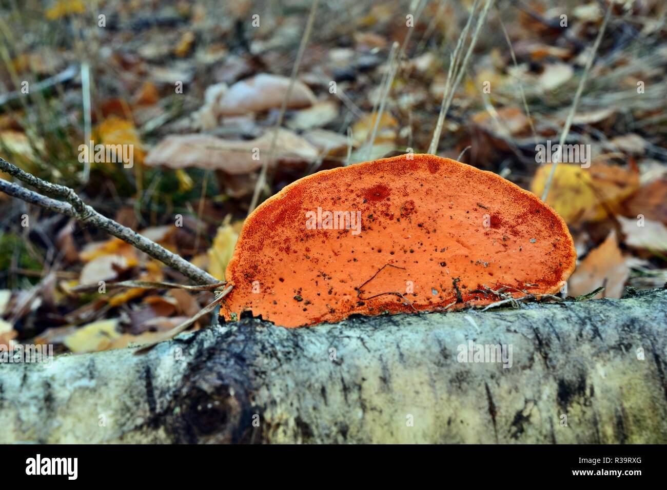 Pycnoporus cinnabarinus forest hi-res stock photography and images - Alamy