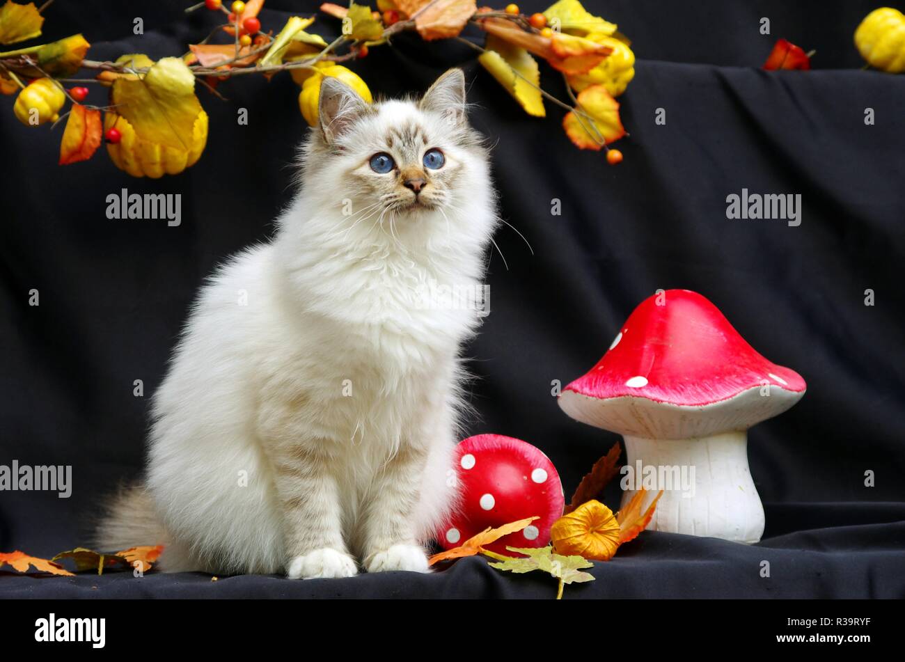 Heilige Birma High Resolution Stock Photography and Images - Alamy