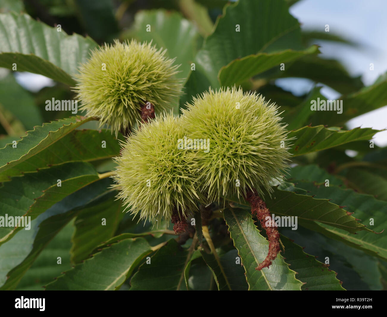 Fruits comestibles hi-res stock photography and images - Alamy