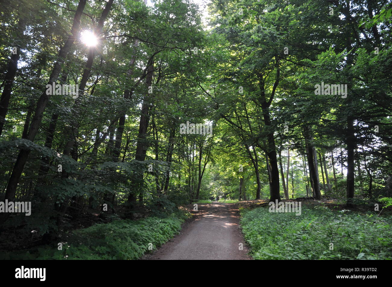 forest path with sun Stock Photo - Alamy