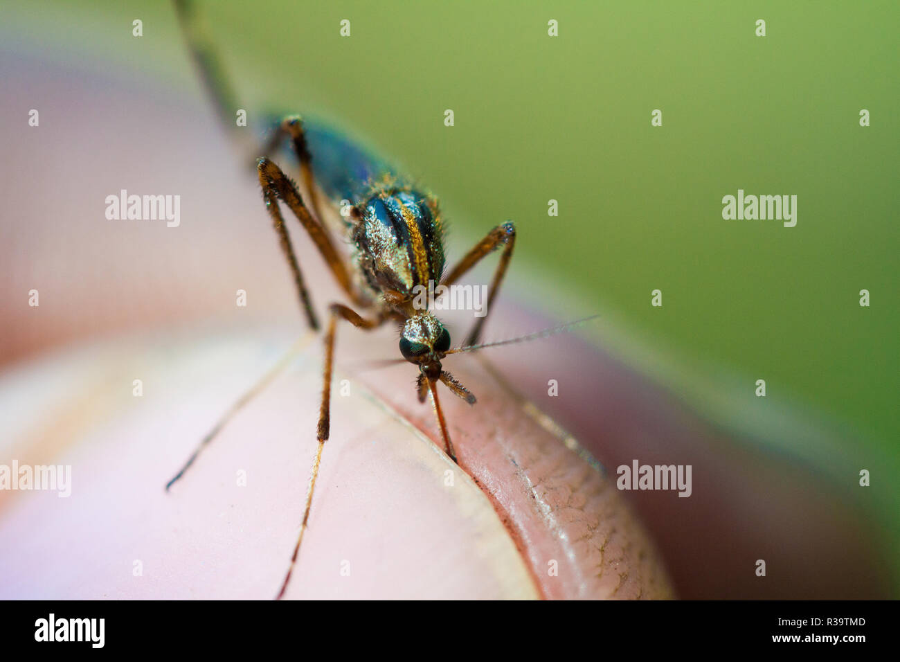 Mosquitoes biting insects malaria hi-res stock photography and images ...