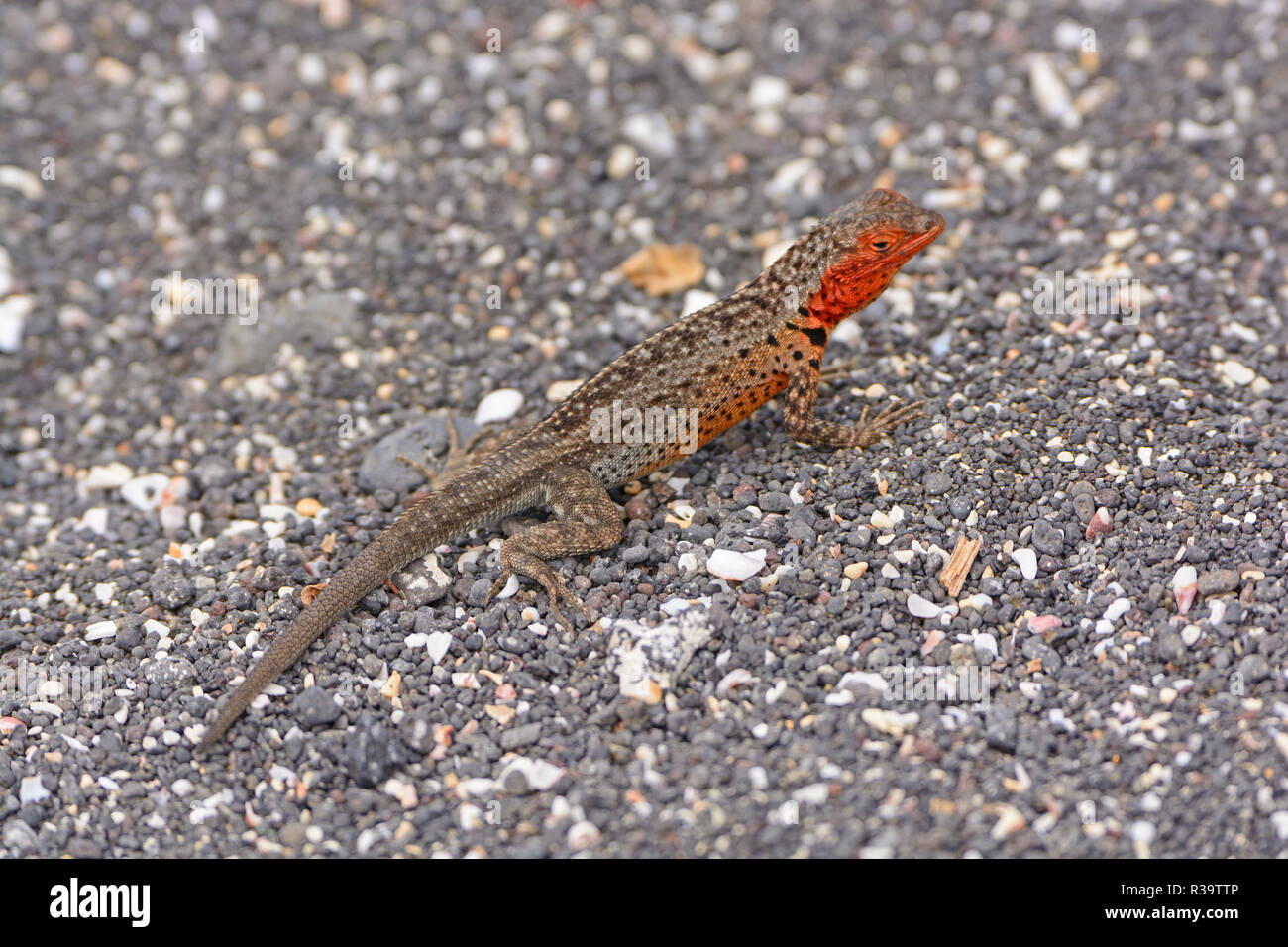 Lava Lizard on Isabela Island in the Galapagos Stock Photo - Alamy