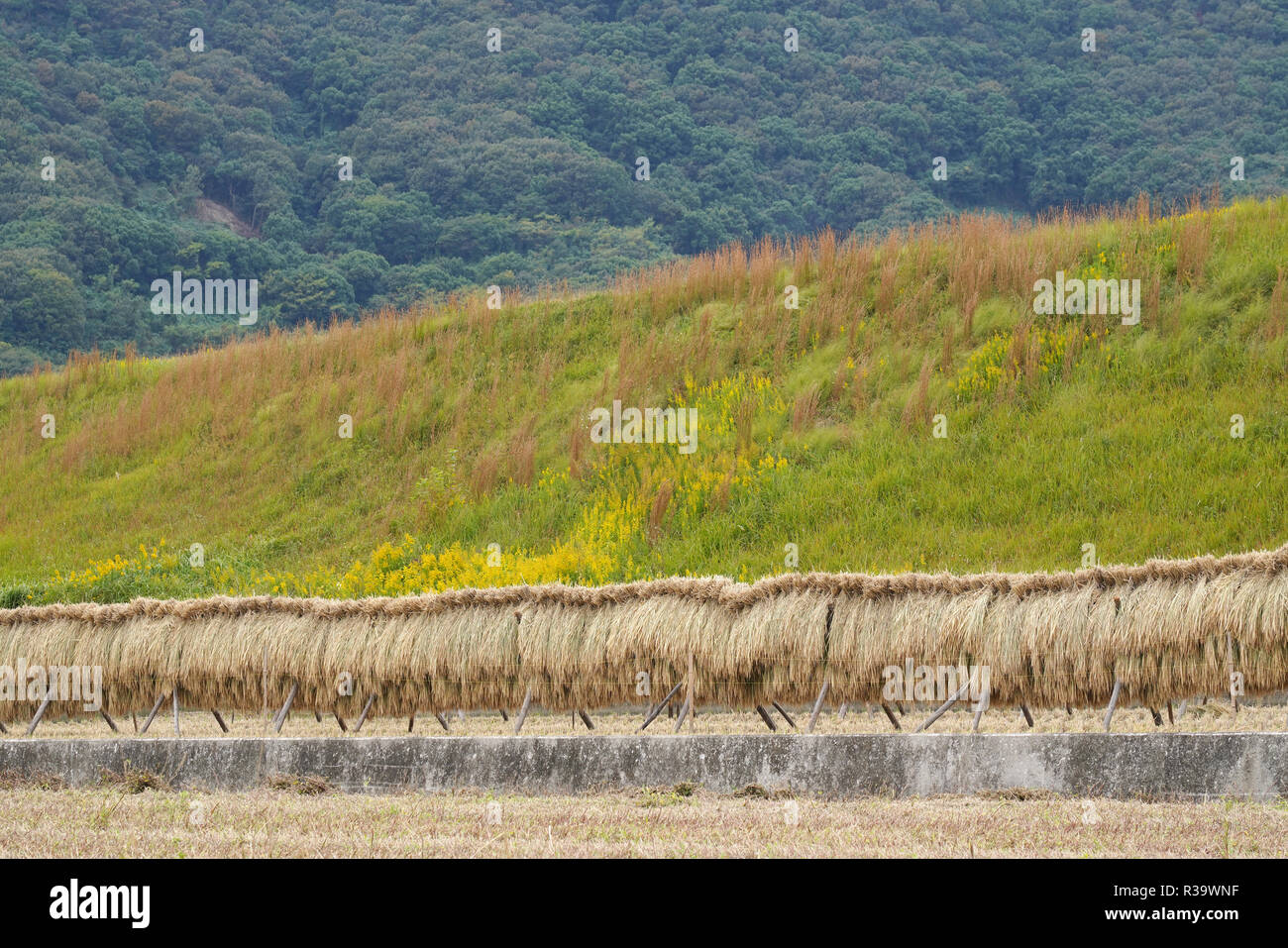 Harvested rice stalks bound and hung to dry in a rice paddy Stock Photo ...