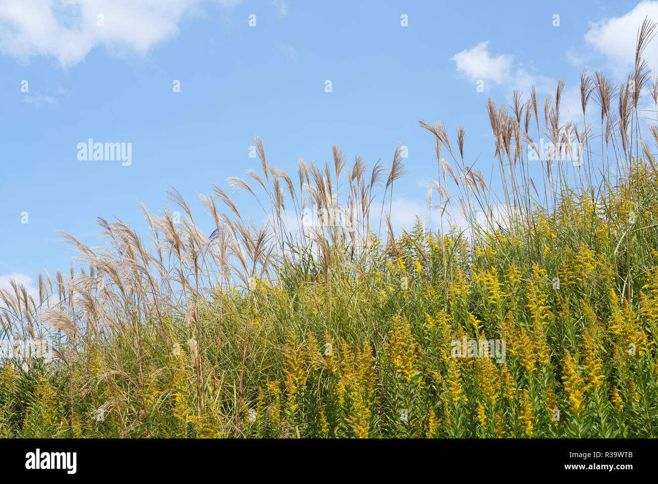 Giant plume grass hi-res stock photography and images - Alamy