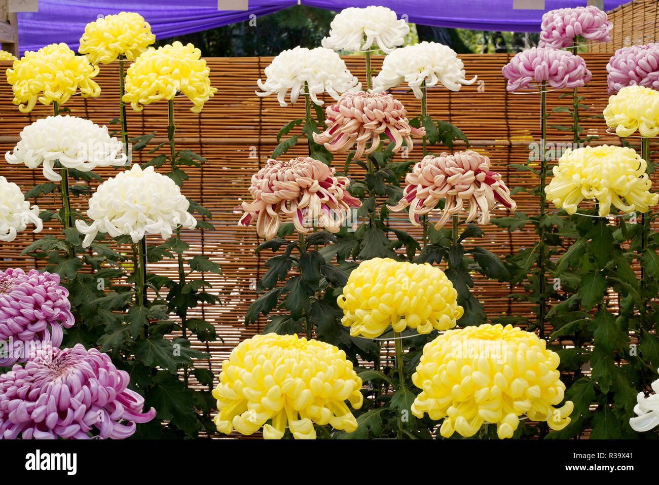 Large beautiful pink chrysanthemum bush hi-res stock photography and ...