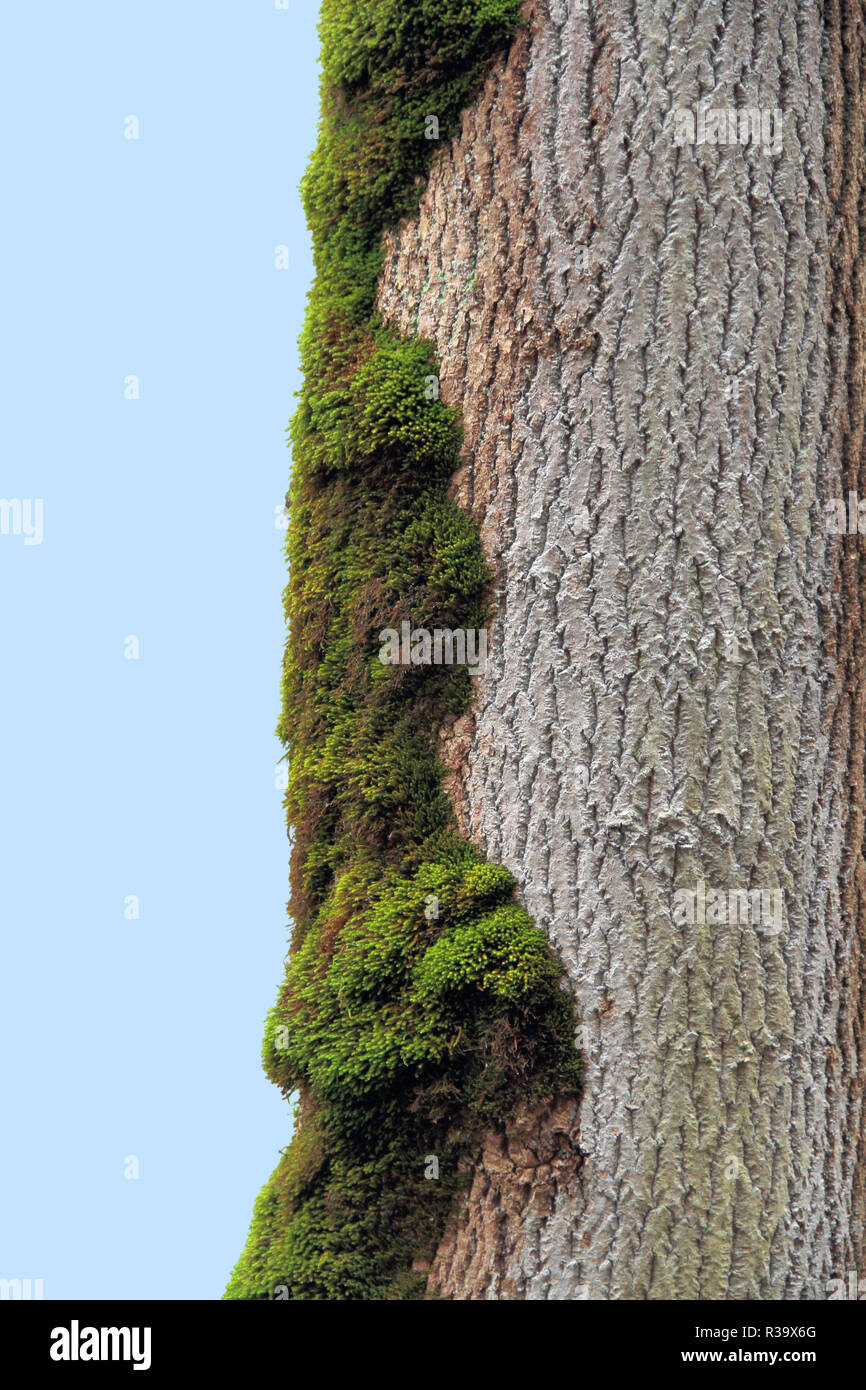 Overgrown tree trunk hi-res stock photography and images - Alamy