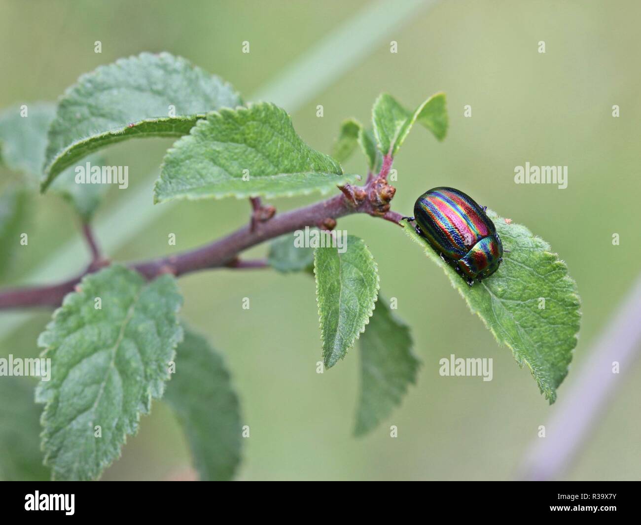 rainbow leaf beetle (chrysolina cerealis) on blackthorn Stock Photo - Alamy