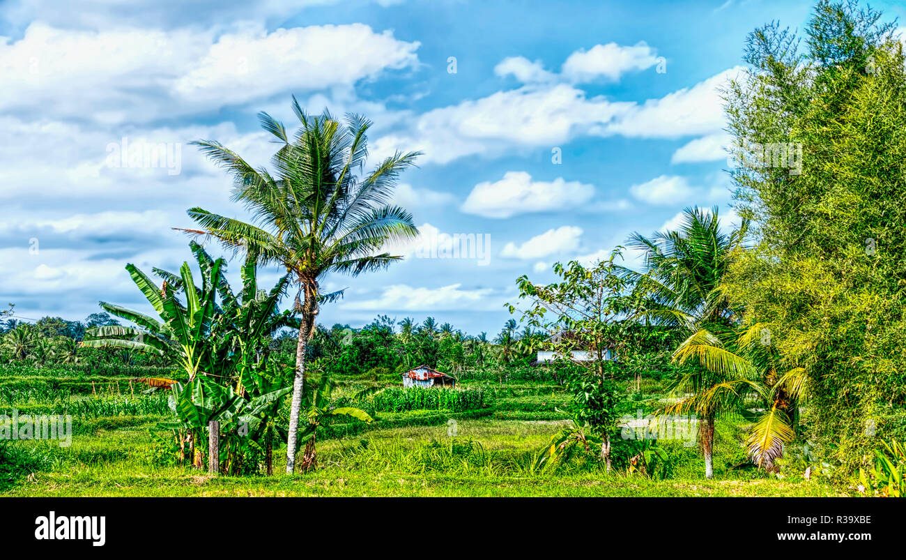 Rice field in Bali, Indonesia. Bali is an Indonesian island and known ...