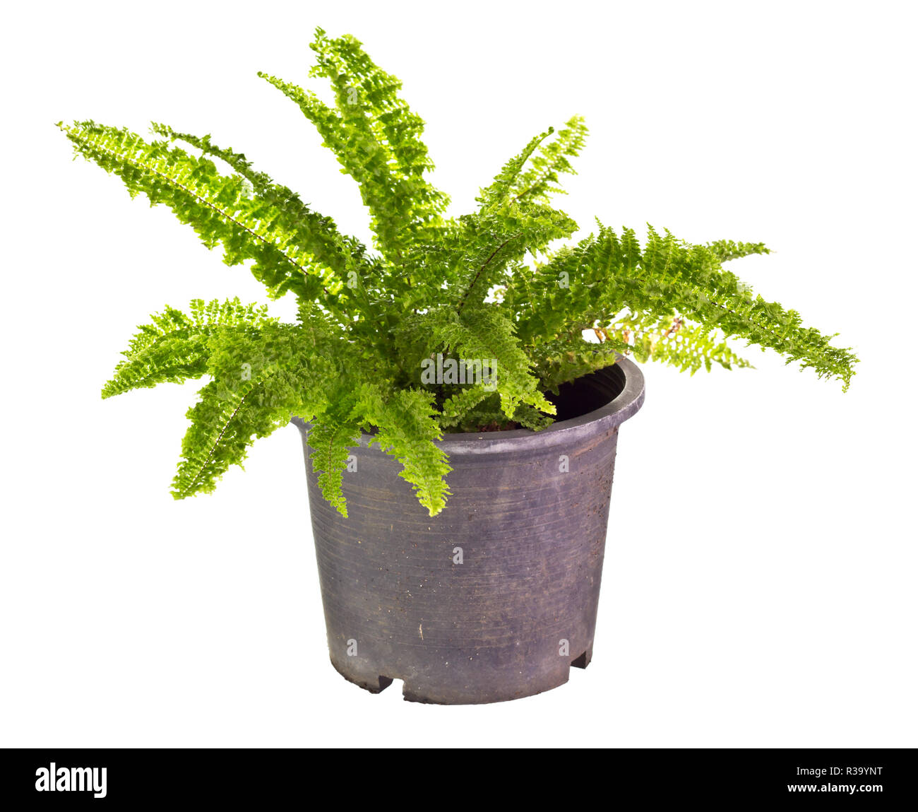 Damp garden plant Cut Out Stock Images & Pictures - Alamy