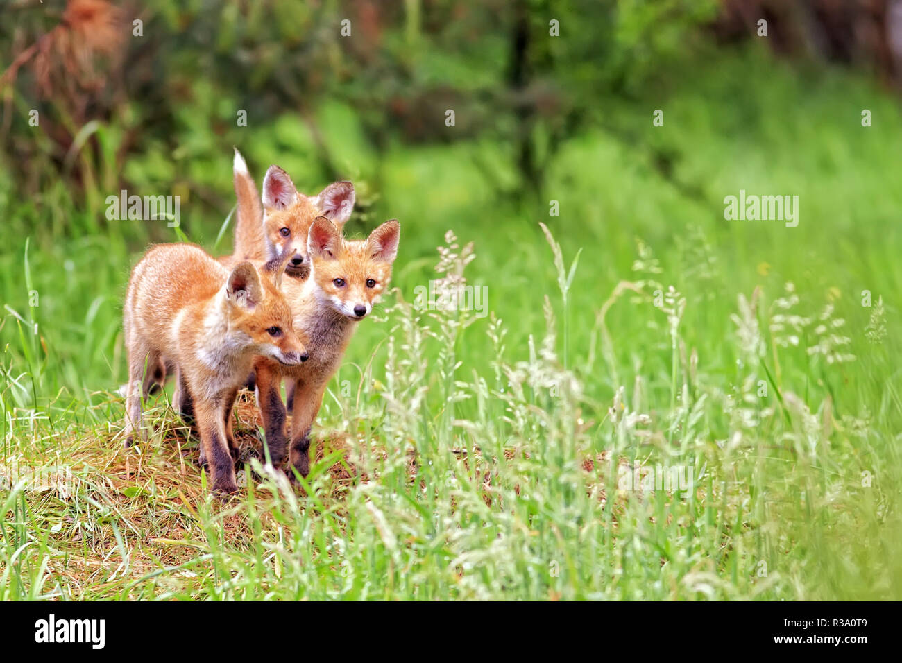 Red fox hunting mice hi-res stock photography and images - Alamy
