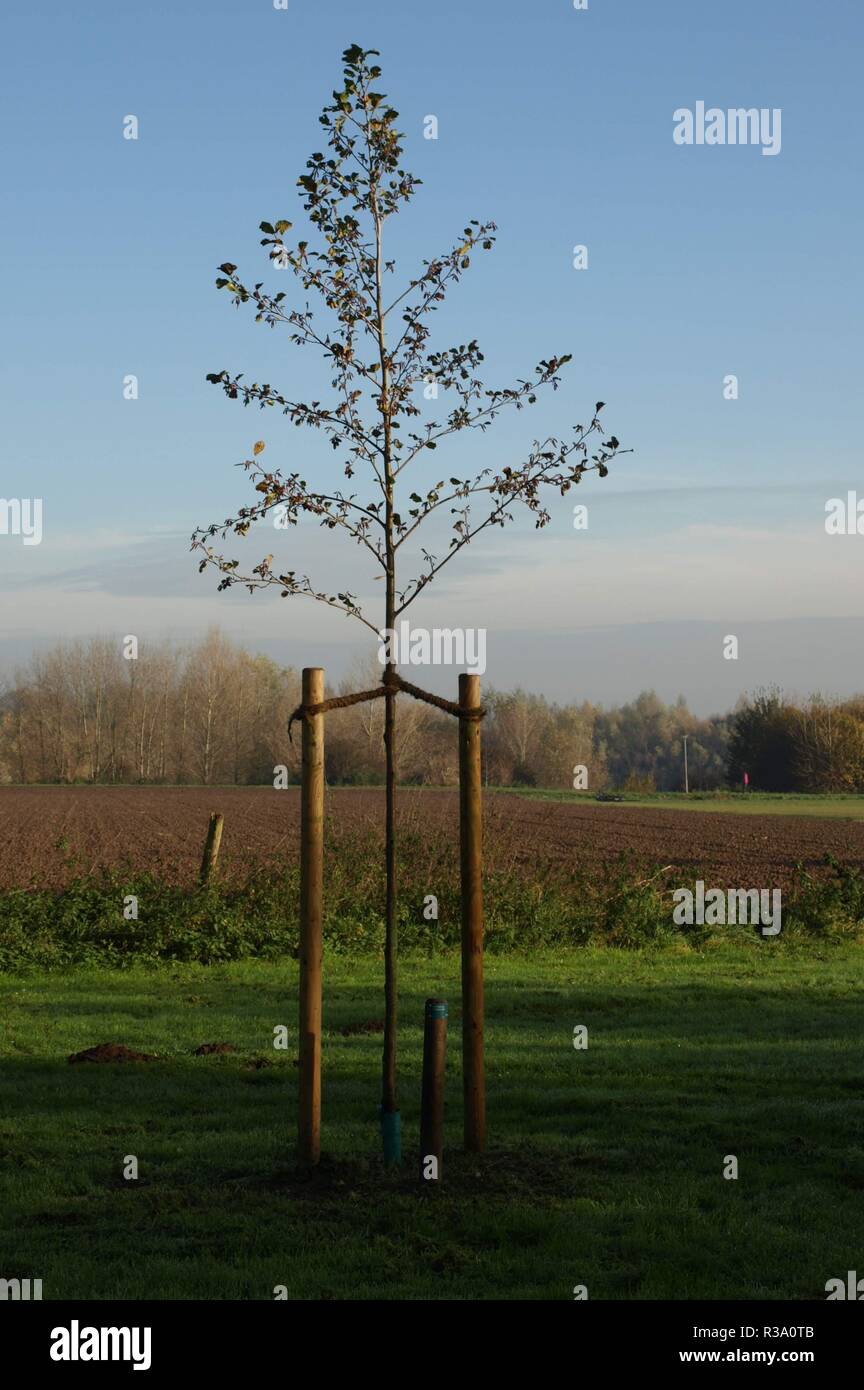 Elre hi-res stock photography and images - Alamy