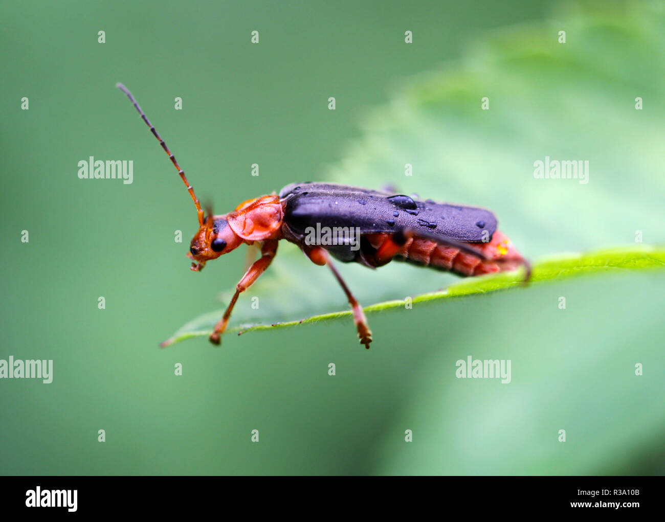 Live insect hi-res stock photography and images - Alamy