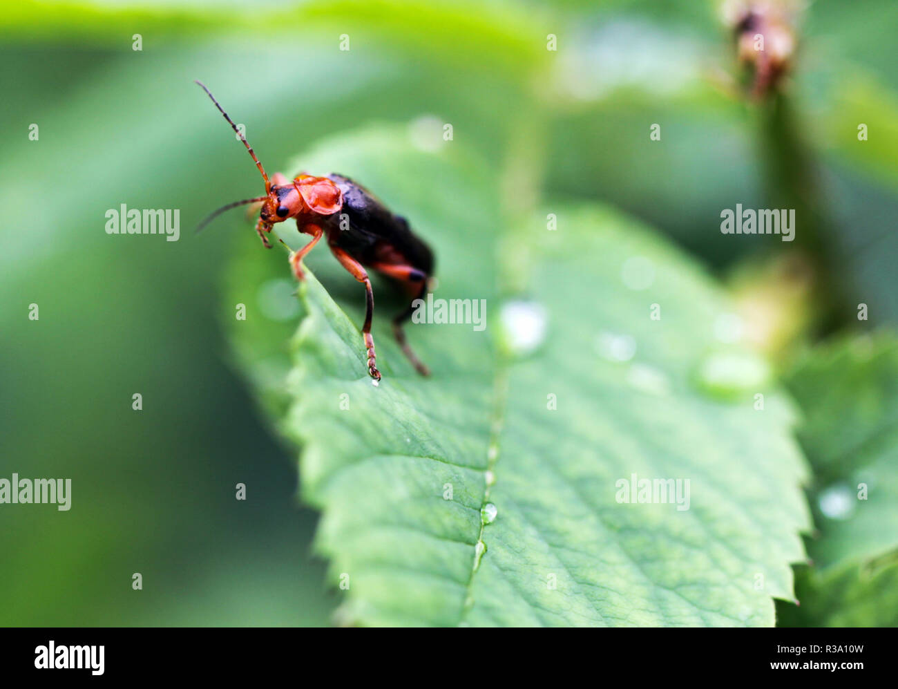 Live insect hi-res stock photography and images - Alamy