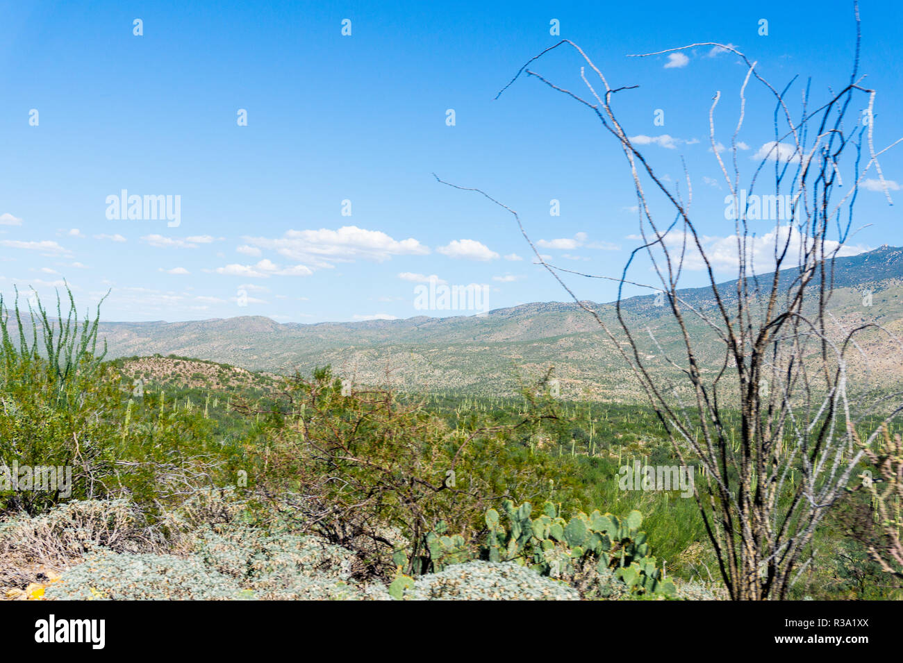 landscape of arizona desert after monsoon season Stock Photo - Alamy