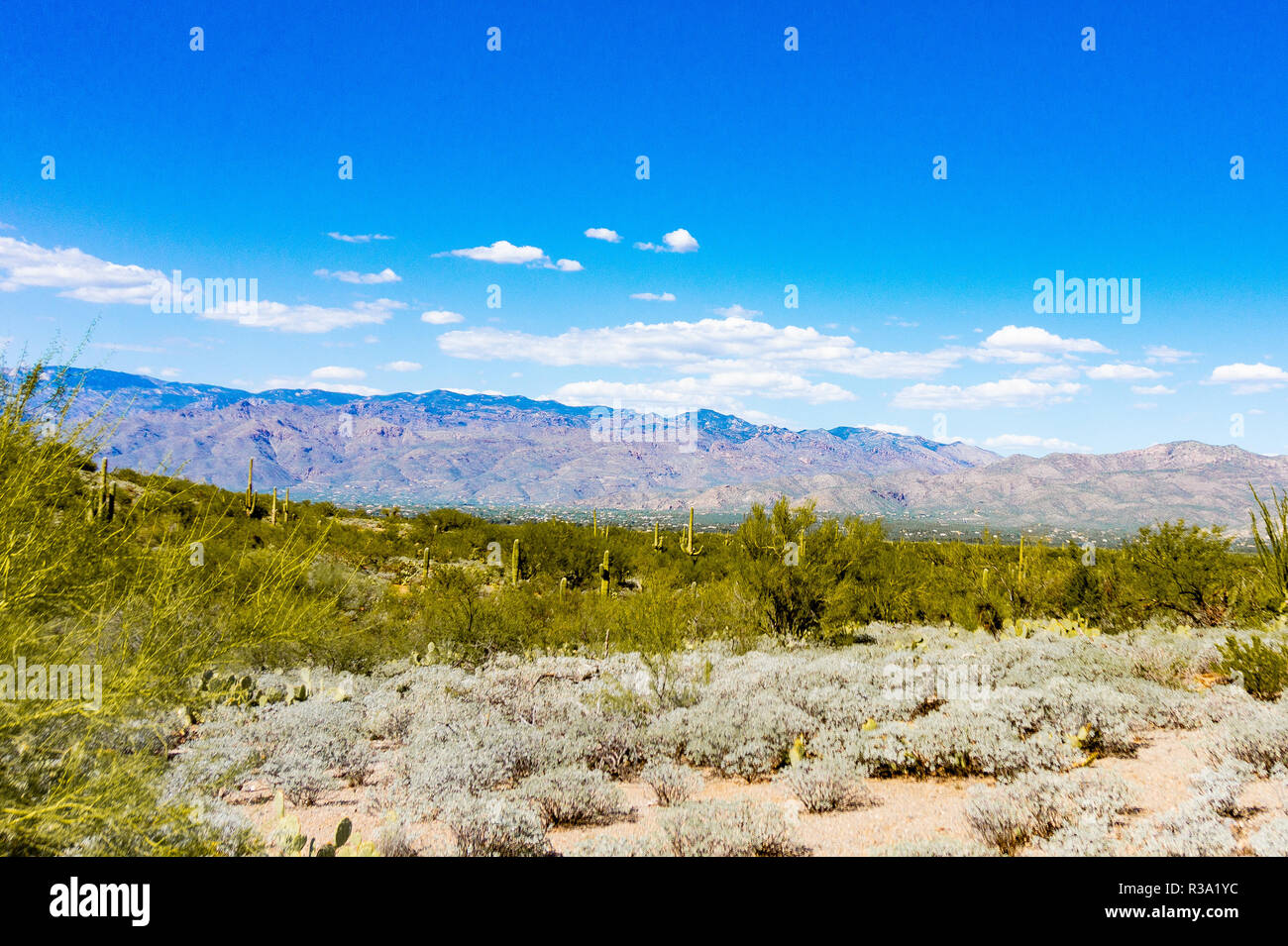 valley of saguaro cactus and other plants Stock Photo - Alamy