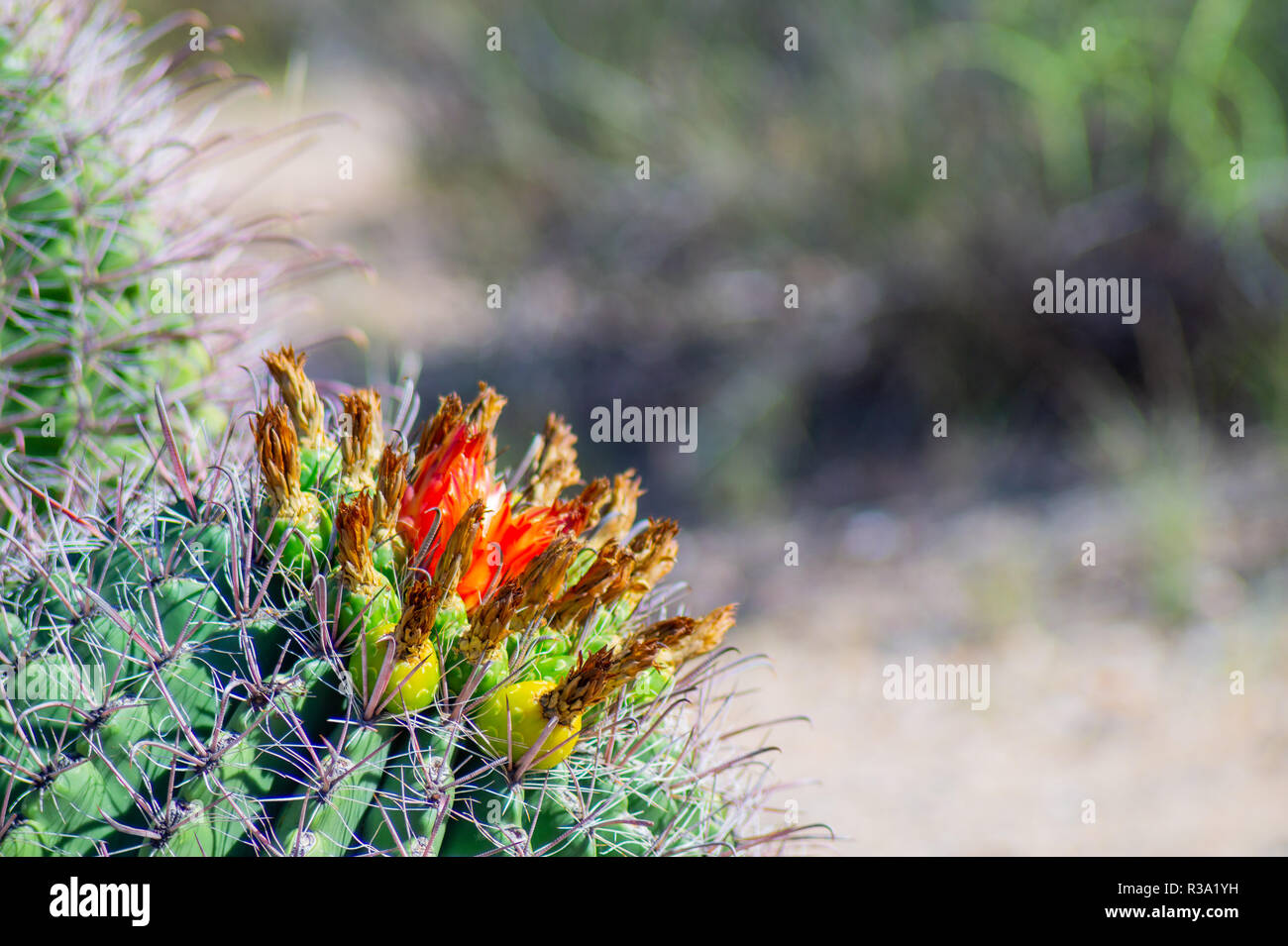 barrel cactus in flower with some fruit Stock Photo - Alamy