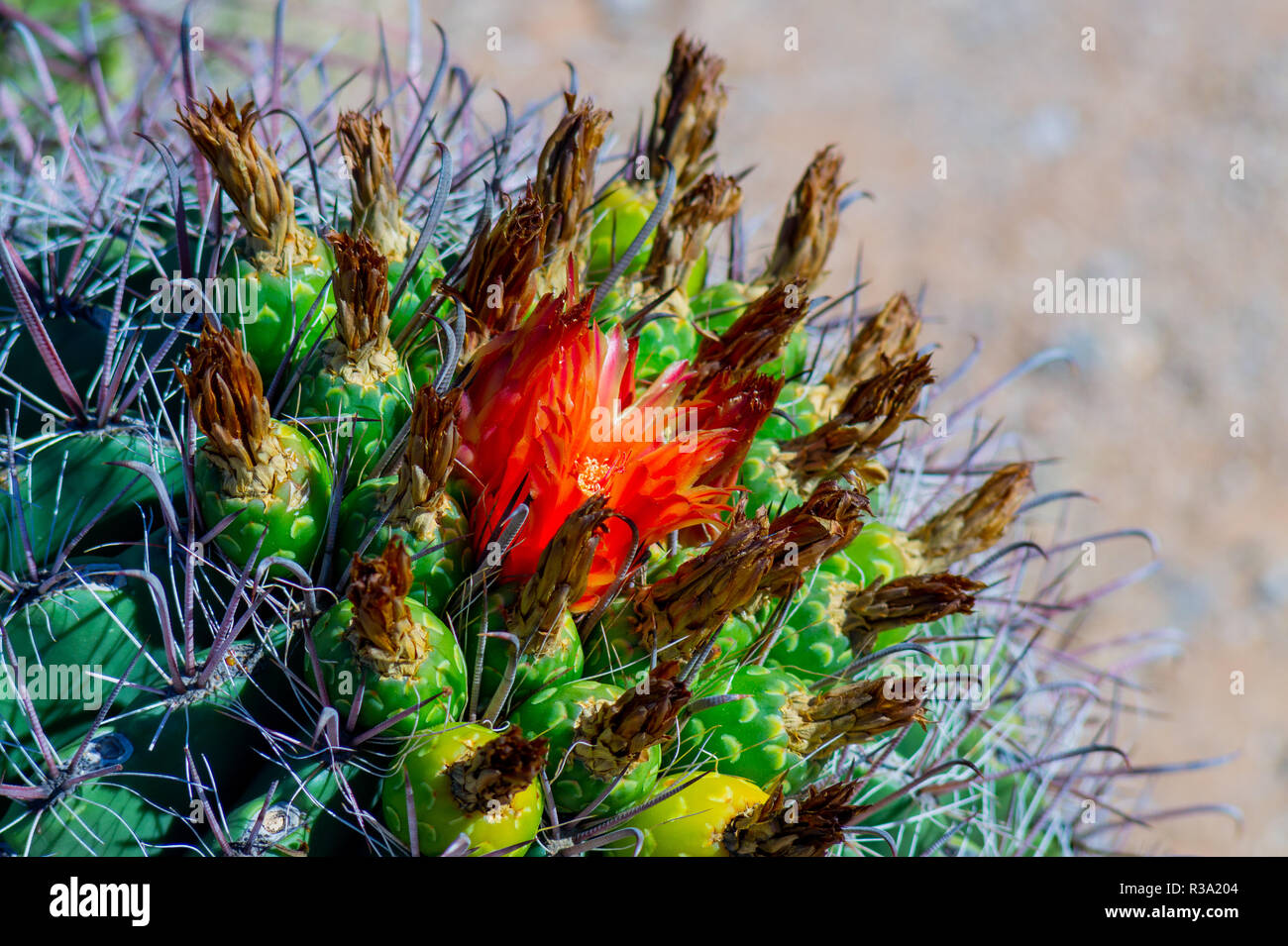 barrel cactus in flower with some fruit Stock Photo - Alamy
