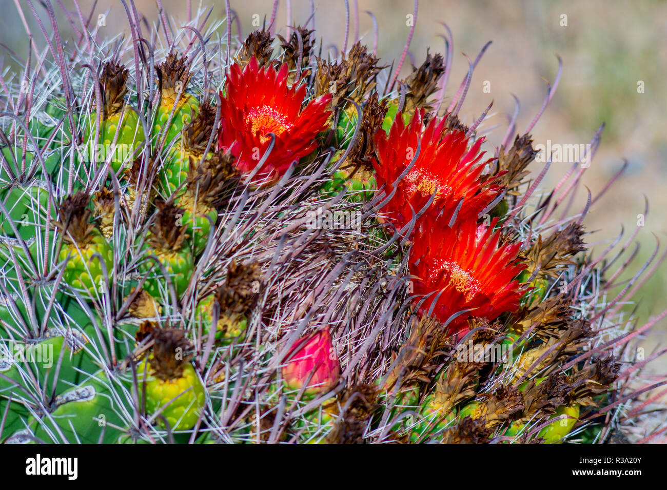 Red barrel cactus hi-res stock photography and images - Alamy
