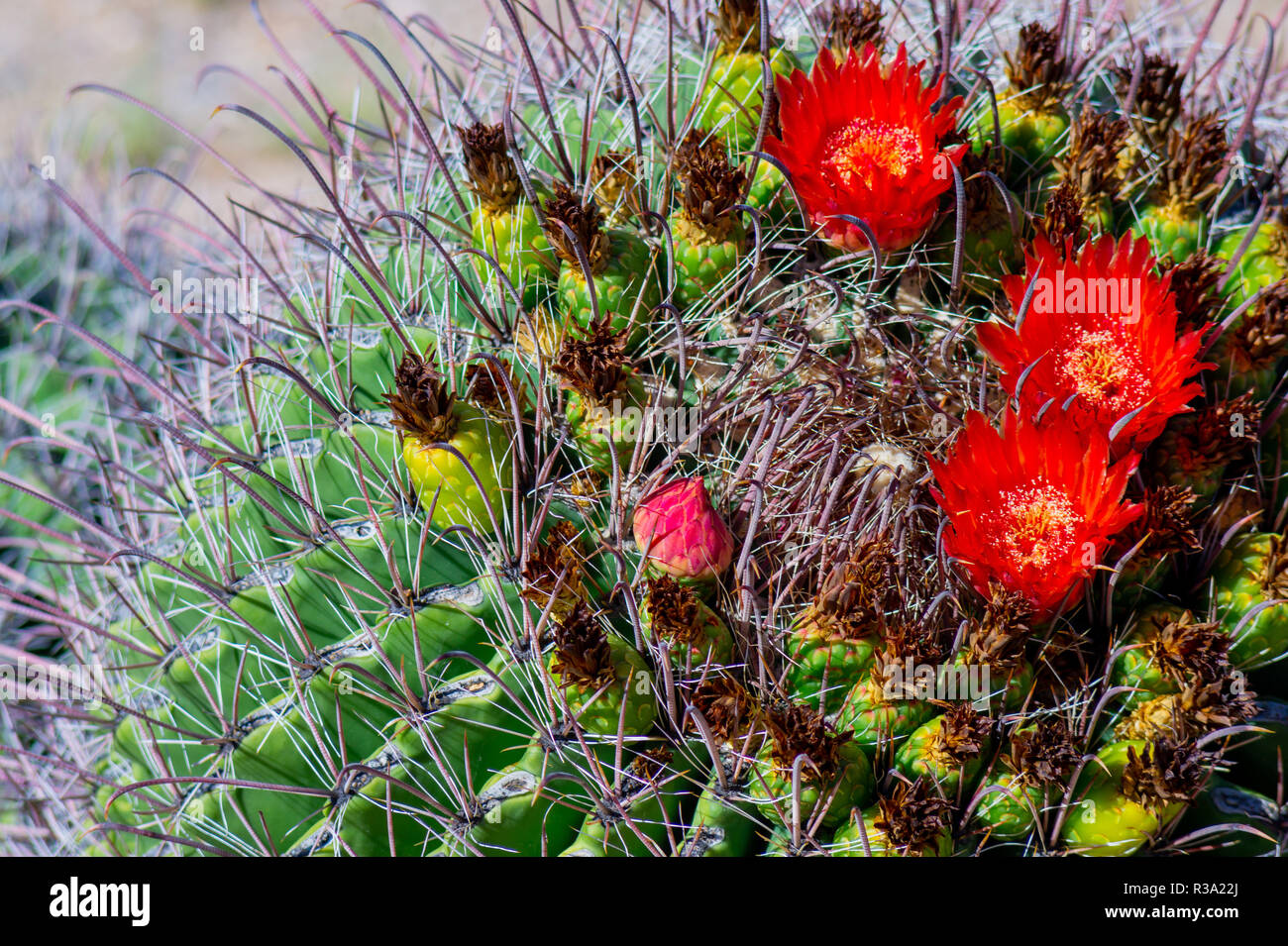 barrel cactus in flower with some fruit Stock Photo - Alamy