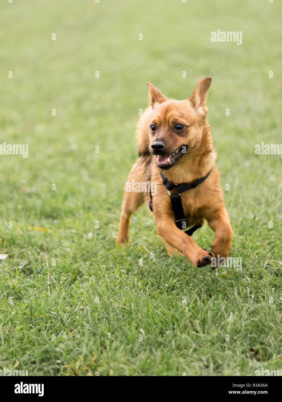 Dog in motion hi-res stock photography and images - Alamy
