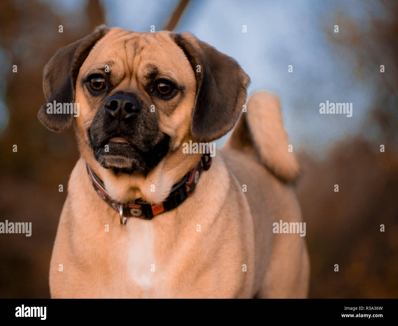 puggle beagel / pug mix Stock Photo - Alamy