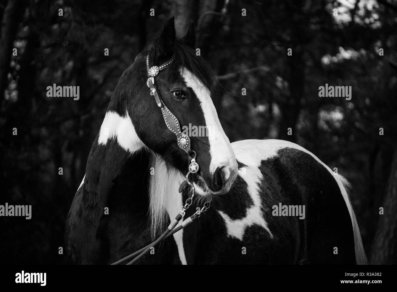 Westernpferd Black and White Stock Photos & Images - Alamy