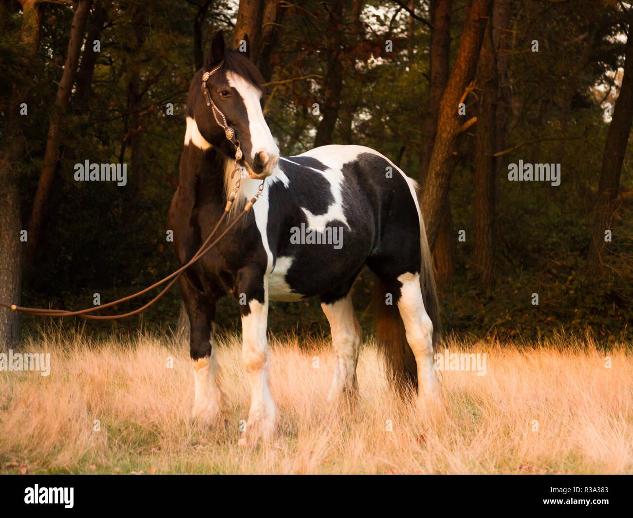 Westernpferd hi-res stock photography and images - Alamy