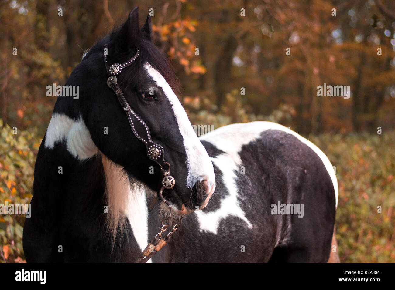 Westernpferd hi-res stock photography and images - Alamy