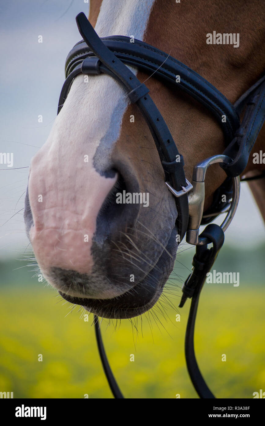Horse lips hi-res stock photography and images - Alamy