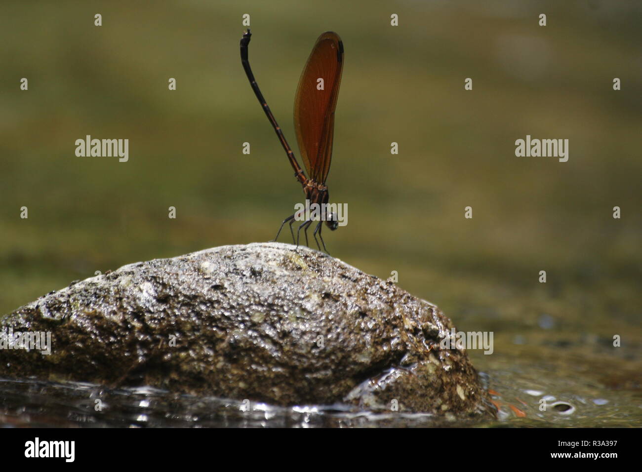 Dark brown thorax hi-res stock photography and images - Alamy