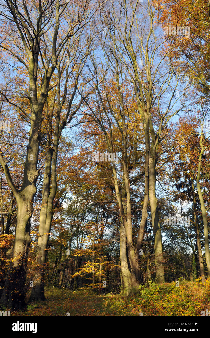 Ith nature hi-res stock photography and images - Alamy