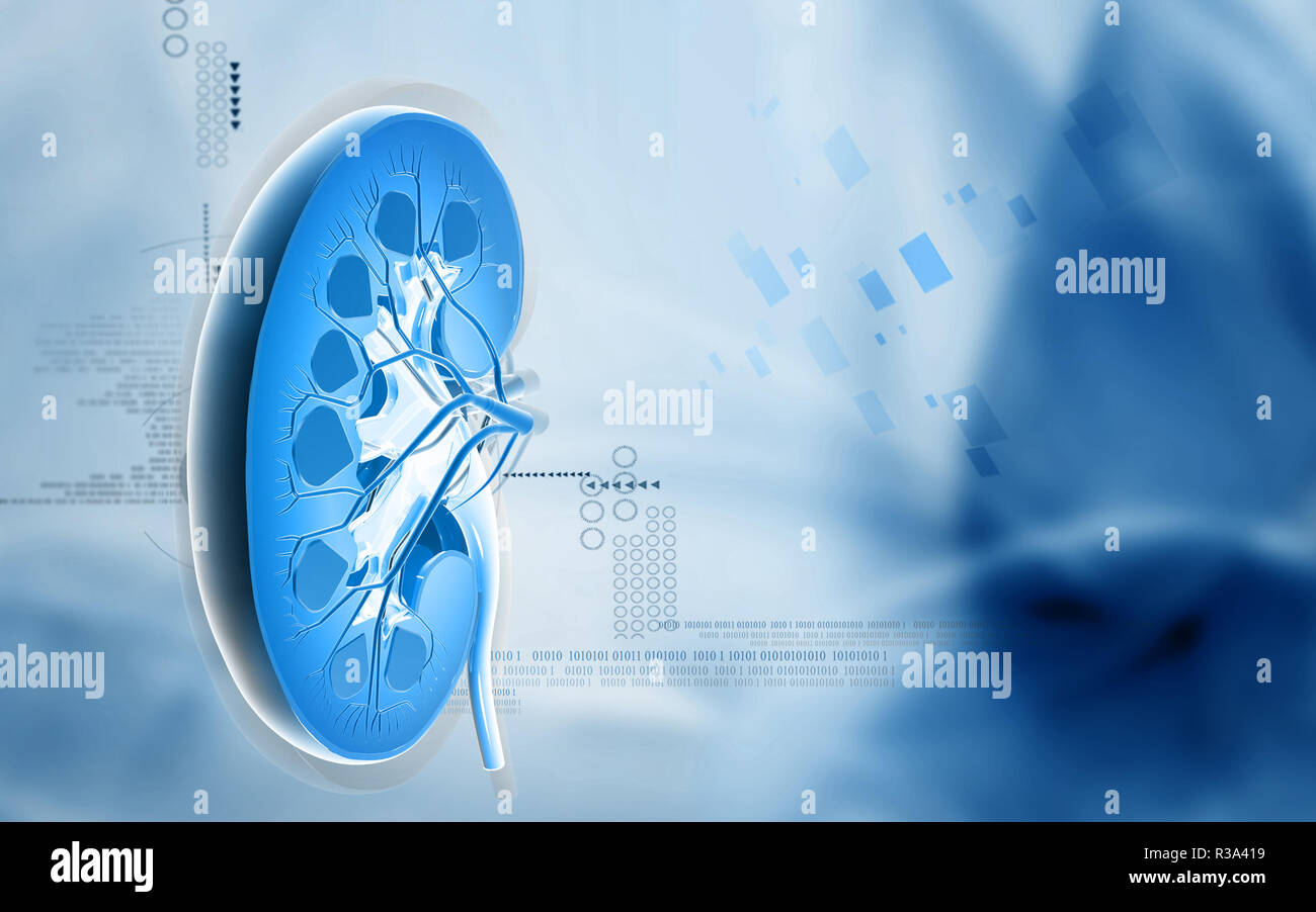 Renal cortex hi-res stock photography and images - Alamy