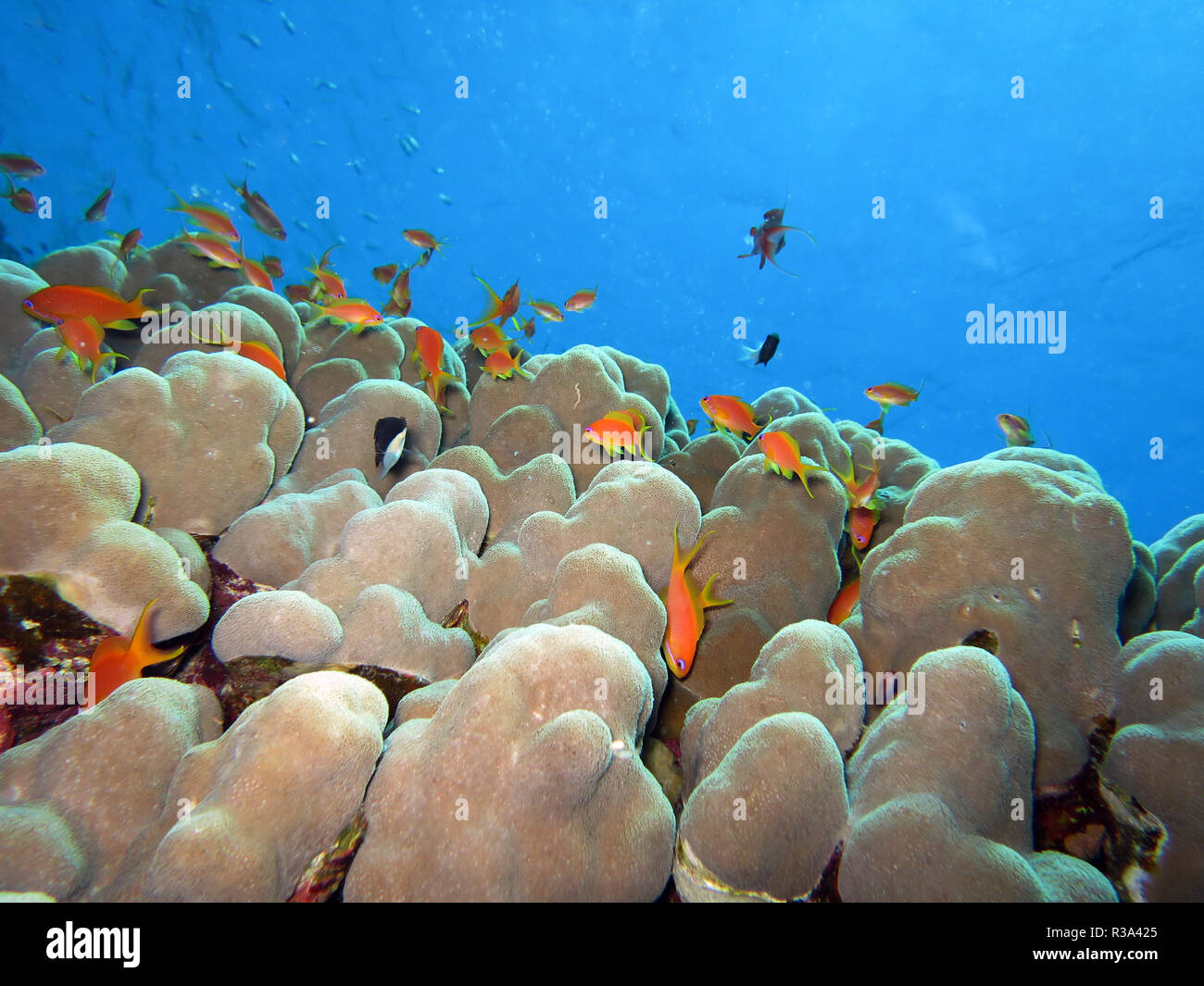 Red sea fairy basslet hi-res stock photography and images - Alamy