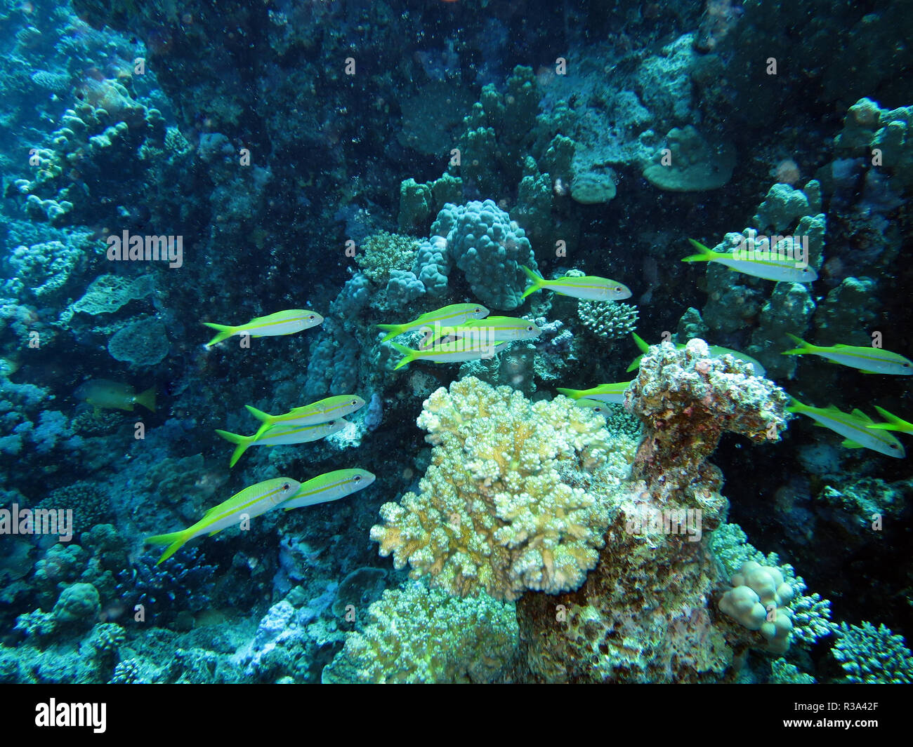 Reef gross hi-res stock photography and images - Alamy