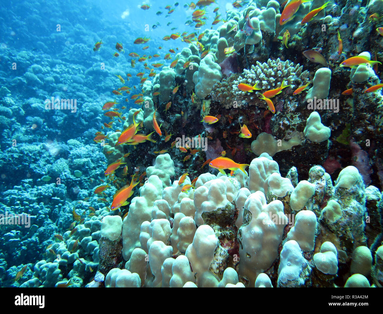 Red sea basslet hi-res stock photography and images - Alamy