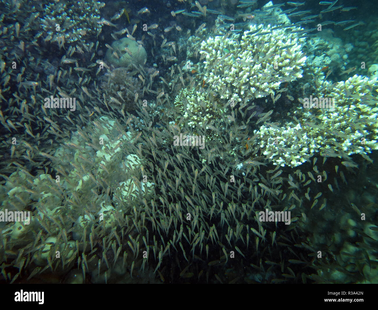 red sea feger Stock Photo - Alamy