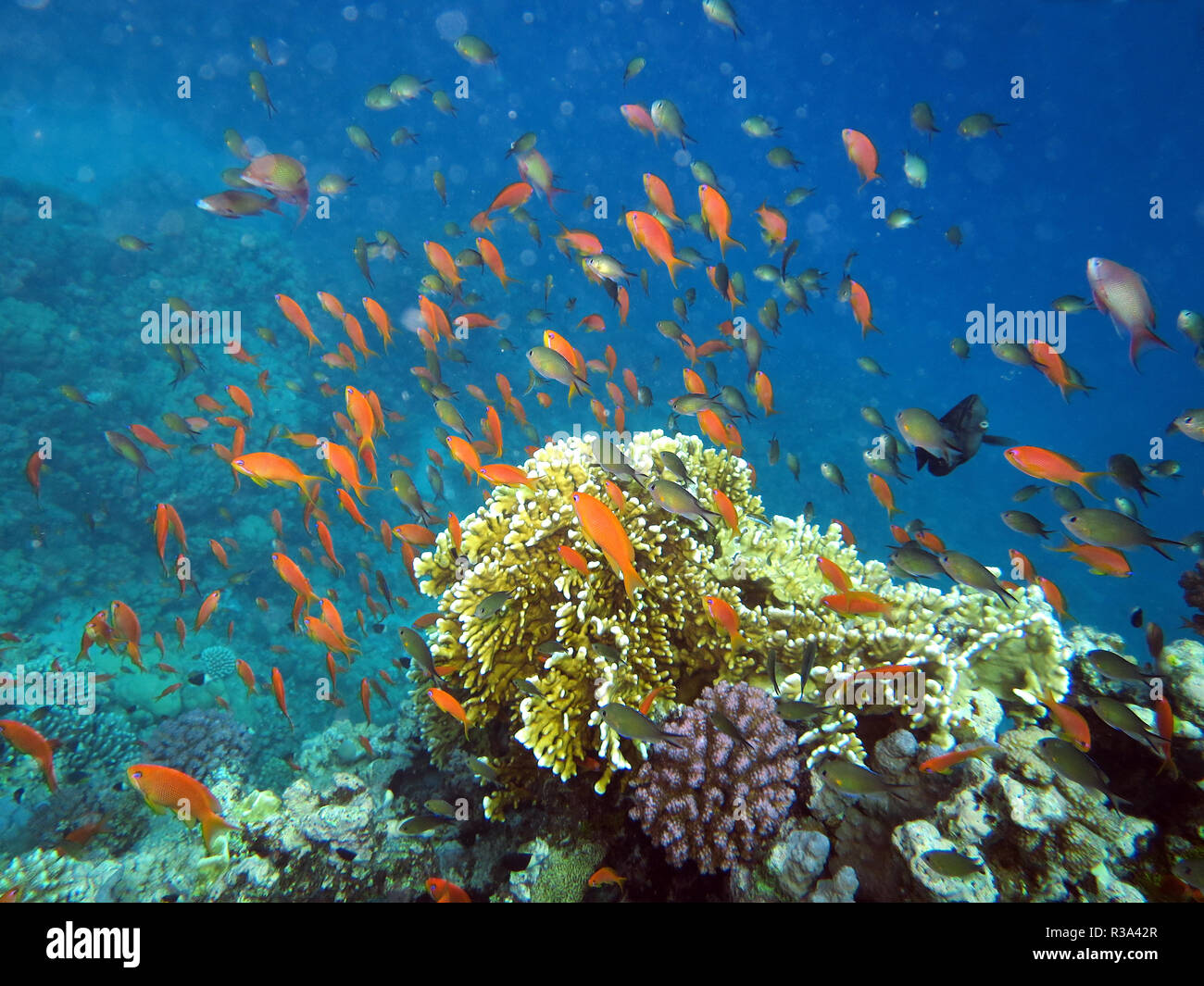 Red sea fairy basslet hi-res stock photography and images - Alamy